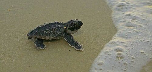 FWC announces May start of sea turtle nesting season on many Florida ...