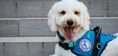 EOD Warrior Foundation seeks EOD tech in need of assistance dog ...