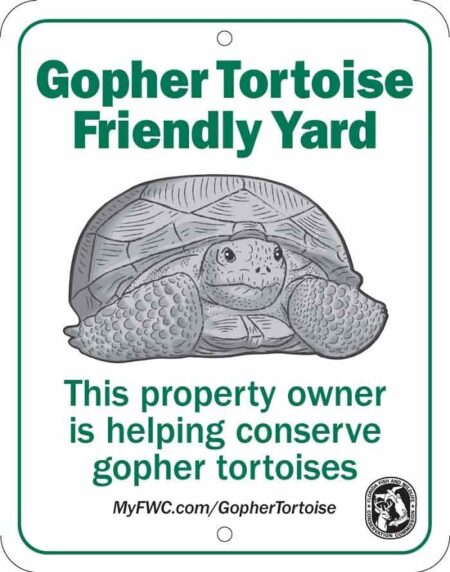 Celebrate Gopher Tortoise Day year-round with a tortoise friendly yard ...