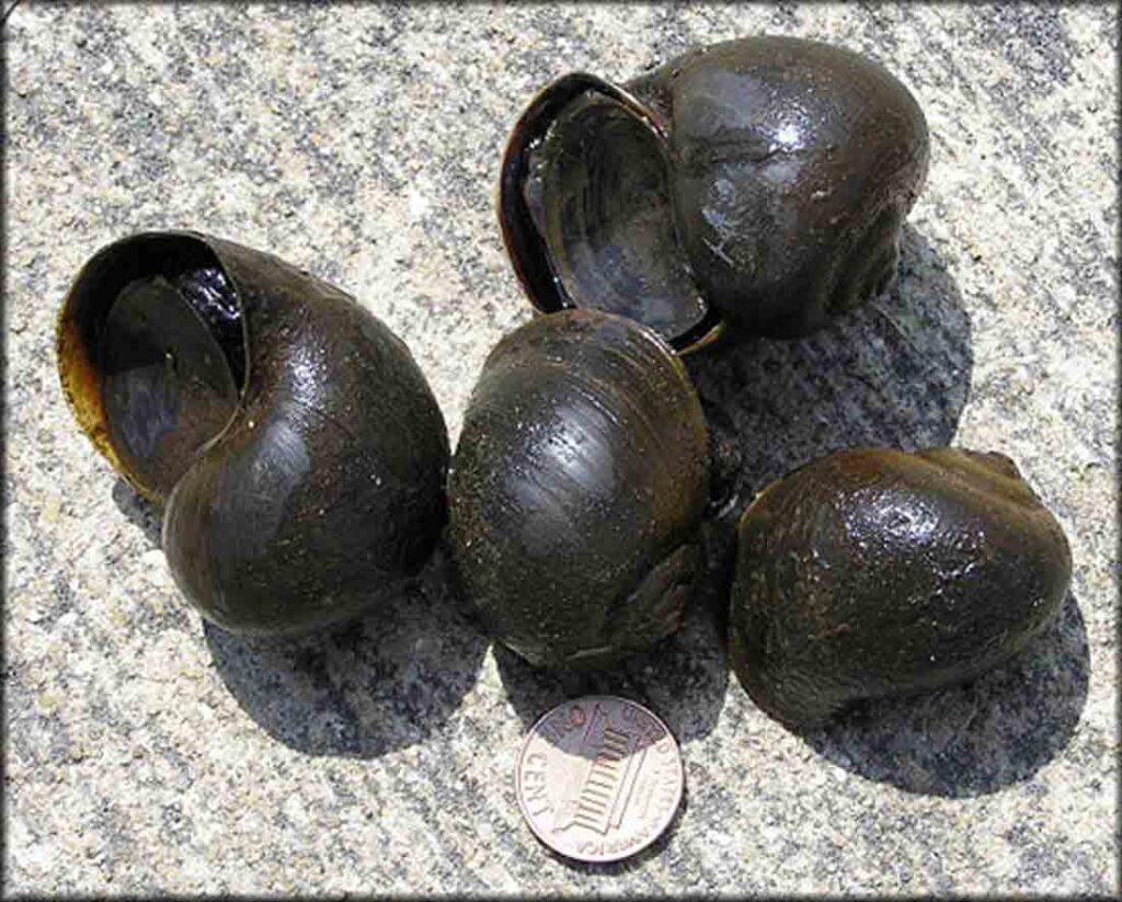 Study dives into the threat of invasive apple snails in Florida ...