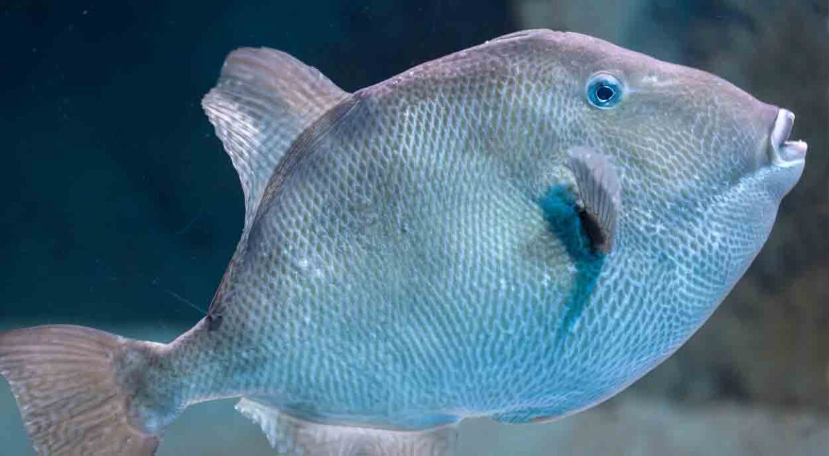 Niceville News, Information | Niceville.com