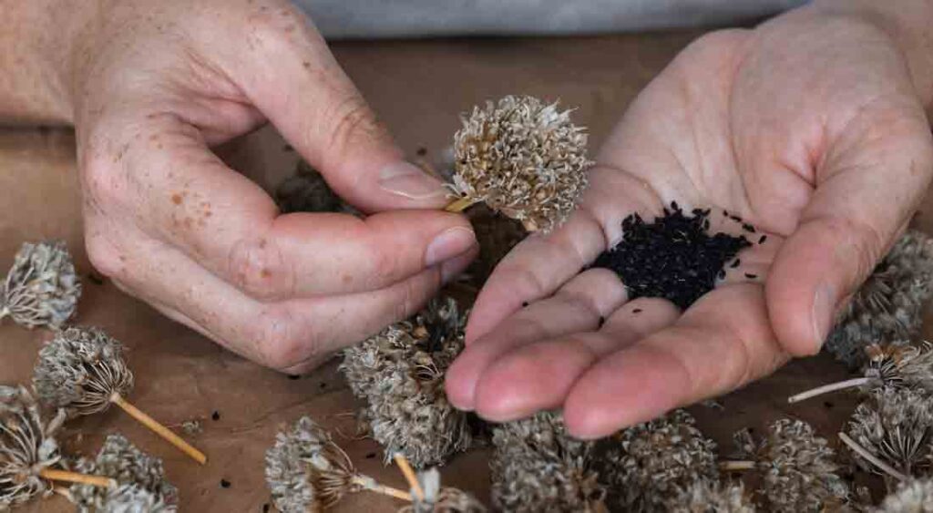 Seed saving lecture and plant clinic happening in June | Niceville.com