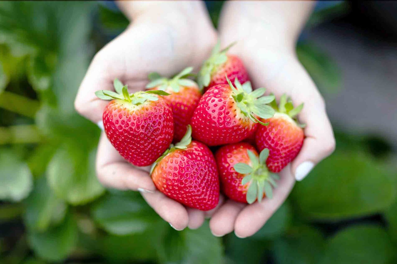 Florida strawberries are in season—here’s how to enjoy them | Niceville.com