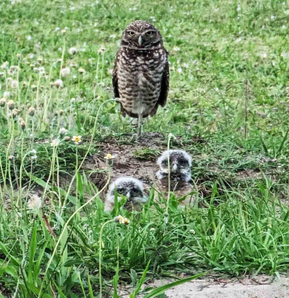 Burrowing owls return to Okaloosa, Walton, Santa Rosa areas | Niceville.com