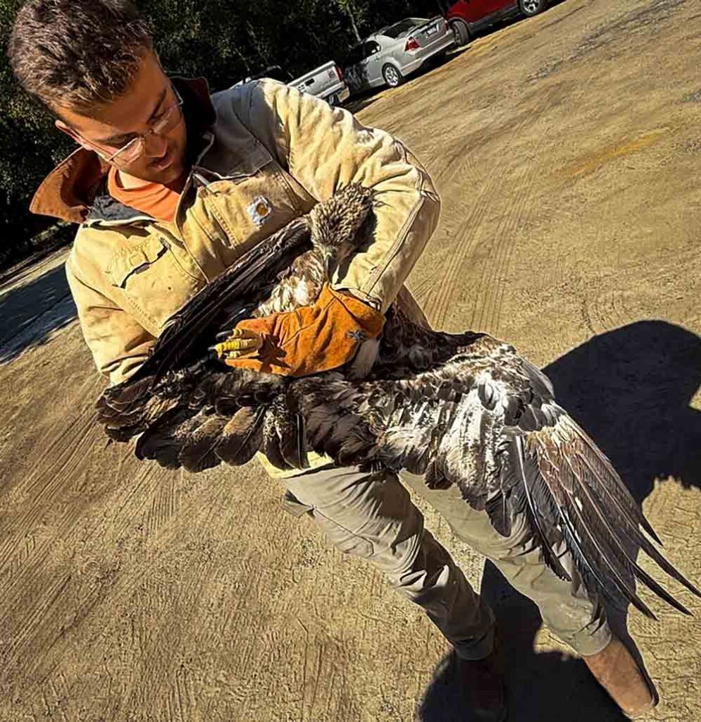 Two juvenile bald eagles rescued after fishing lure entanglement at ...